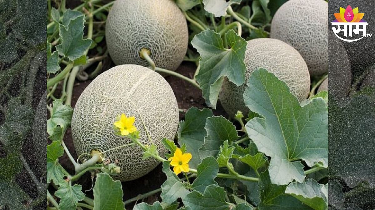 Sangola Farmer : हिवाळ्यातील खरबूज लागवडीचा यशस्वी प्रयोग; एकरी १२ ...