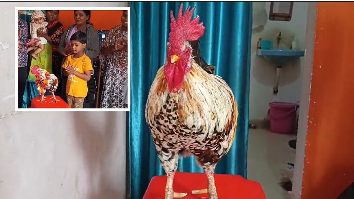 Chicken Birthday: एक नंबर! कोंबडा नाय केक कापला, जळगावातील कुटुंबाने ...