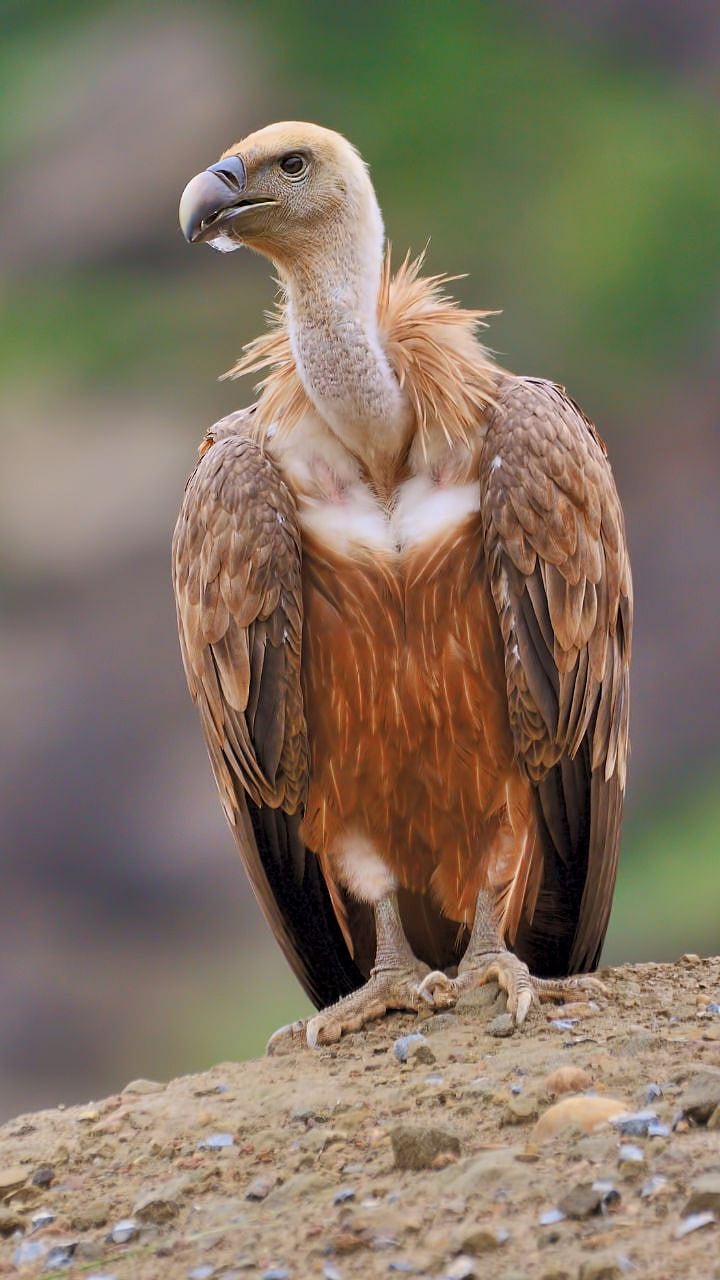 Vulture: गिधाड किती वर्ष जगते? |How Long Do Vultures Live gidhad kiti ...