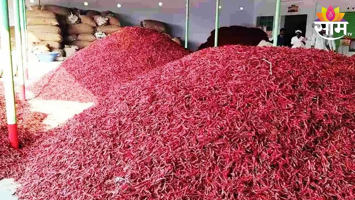 Nanded : धर्माबादच्या मिरचीचे दर घसरले; बांगलादेशातील परिस्थितीचा फटका ...