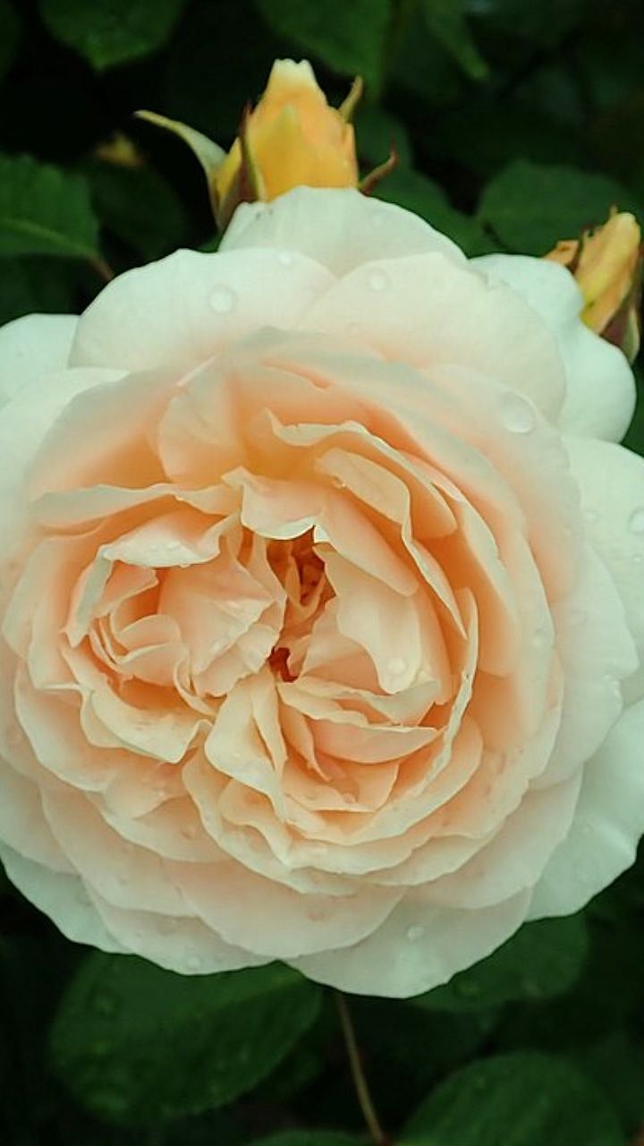 World Expensive Rose : जगातील महाग गुलाब कोणते? किंमत वाचून पायाखालची ...