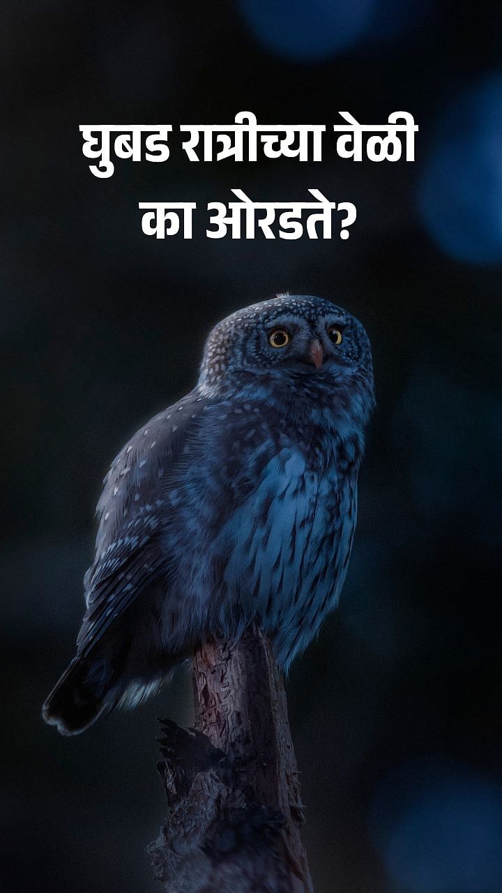 Owls Hoot at Night: घुबड रात्रीच्या वेळी का ओरडते? कारण ऐकून धक्काच ...
