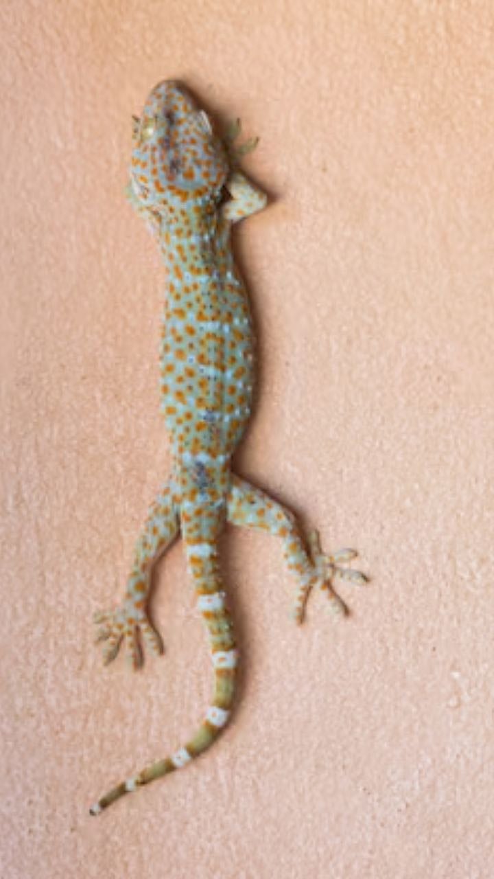 Lizard Falling: अचानक पाल अंगावर पडणे शुभ की अशुभ? काय असतात संकेत ...