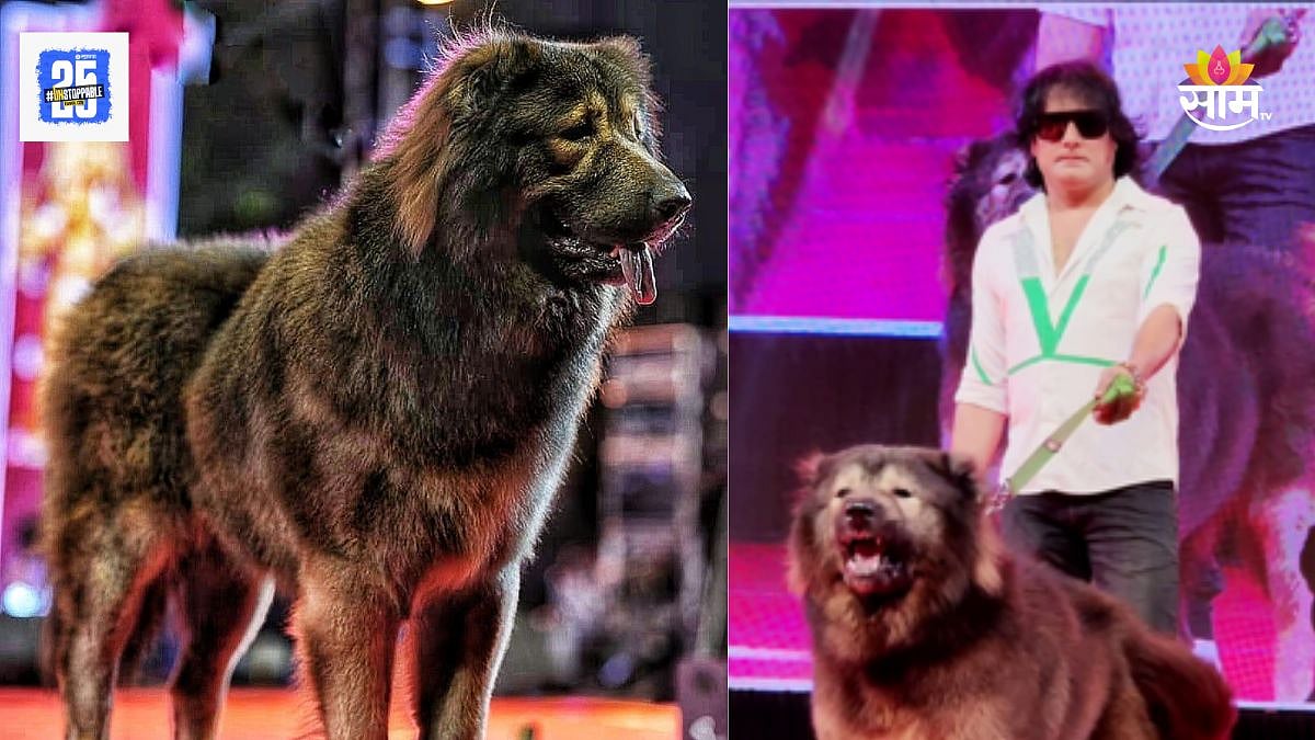 75kg Wolf Dog With a Fierce Look Indian Dog Lover Buys World's Most ...