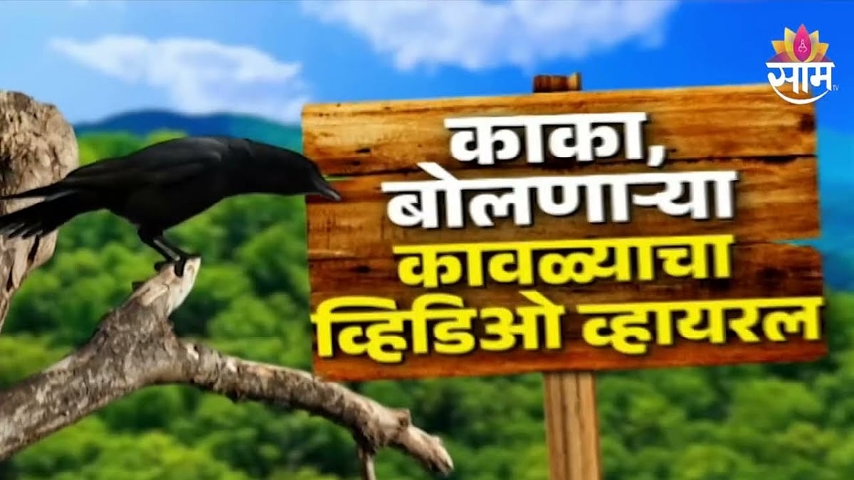 Palghar Talking Crow : तुम्ही पाहिलाय का कधी बोलणारा कावळा? काका ...