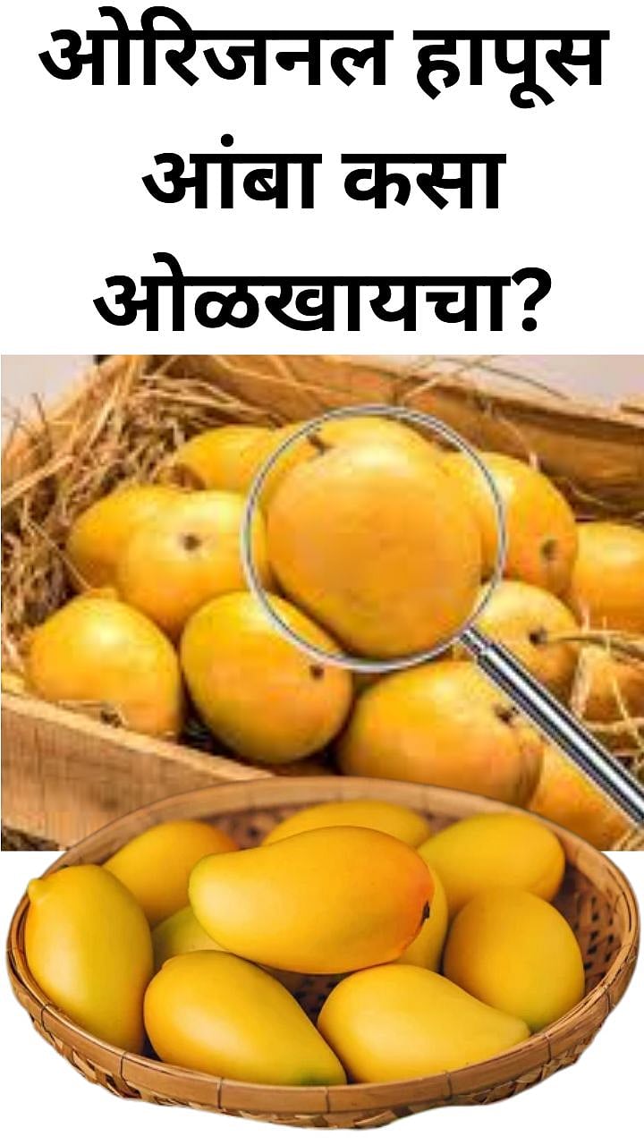 ओरिजनल हापूस आंबा कसा ओळखायचा?|how to identify alphonso mango is called ...