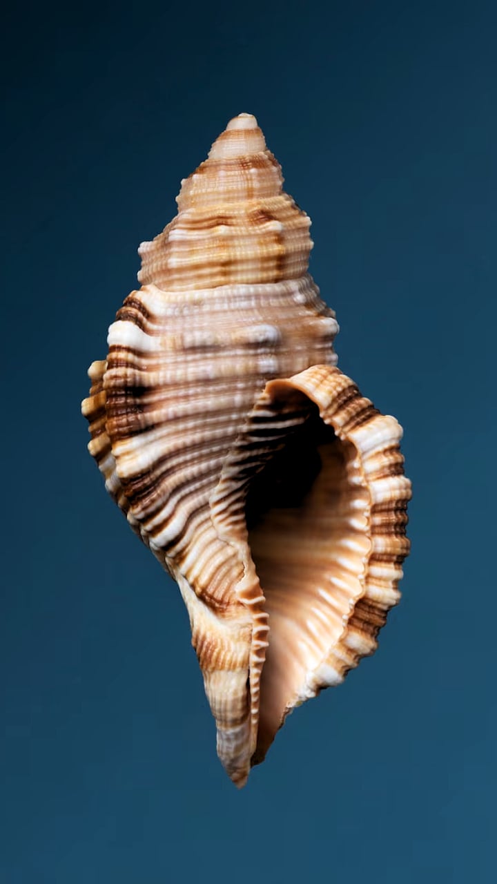 Vastu Shastra: घरात शंख ठेवले की काय होईल? त्याचे फायदे आणि घरातील ...