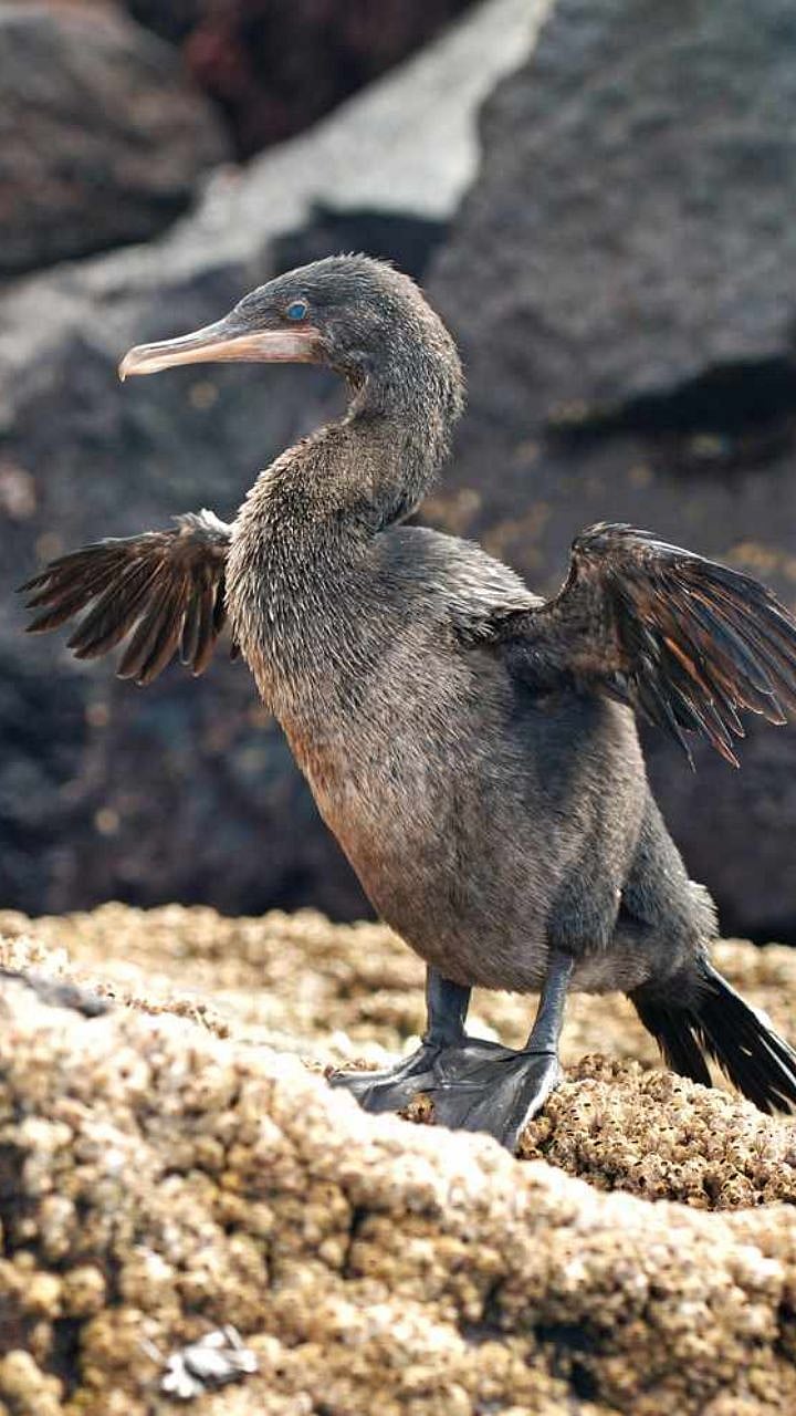 Flightless Birds : जगातील ५ न उडणारे पक्षी, तुम्ही कोणता पाहिलात? |top ...