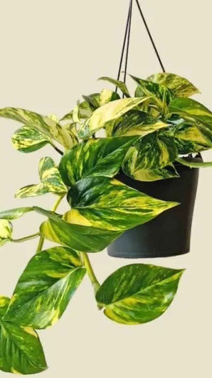 Money Plant: मनी प्लांटची पाने पिवळी पडत आहेत? कारण काय|why money plant ...