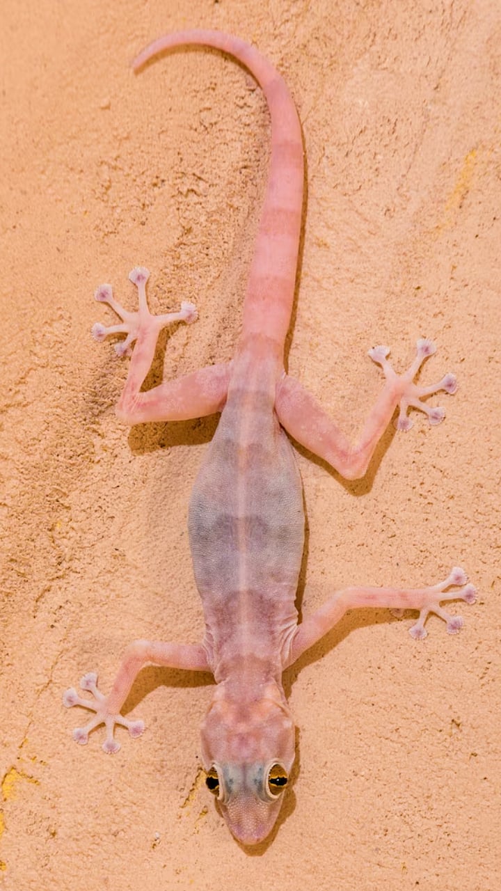 पाल चावल्यावर काय होतं? उशीर होण्यापूर्वी जाणून घ्याच | What happens ...