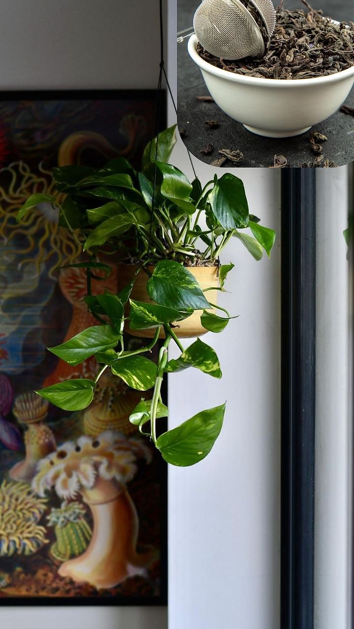 Money Plant: मनी प्लांटमध्ये चहाची पावडर टाकल्याने नेमकं काय होतं?|what ...