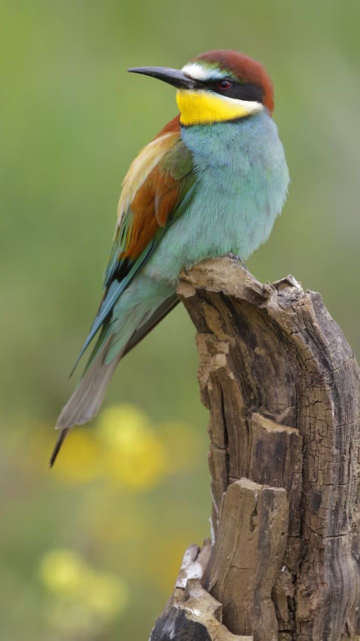 State Birds: तुम्हाला माहित आहे का? महाराष्ट्राचा राज्यपक्षी कोणता आहे ...