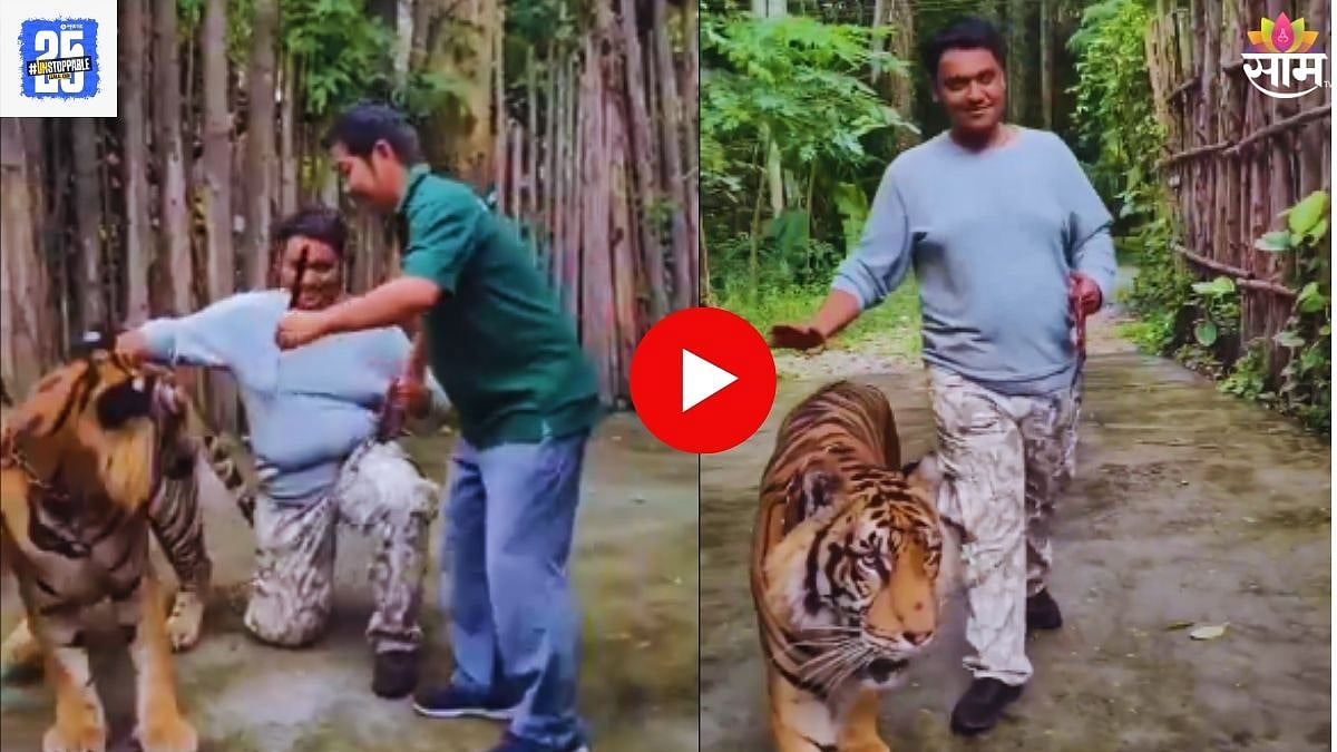 Tiger Attack Video: सेल्फी काढायला गेला, वाघाने हल्ला केला; थरारक घटना ...