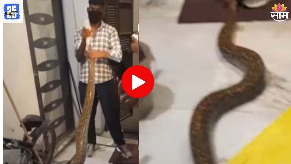 घराच्या कोपऱ्यात लपलेला तब्बल १२ फूट अजगर; व्हिडिओ पाहून शहारे येतील |massive 12 foot python ...