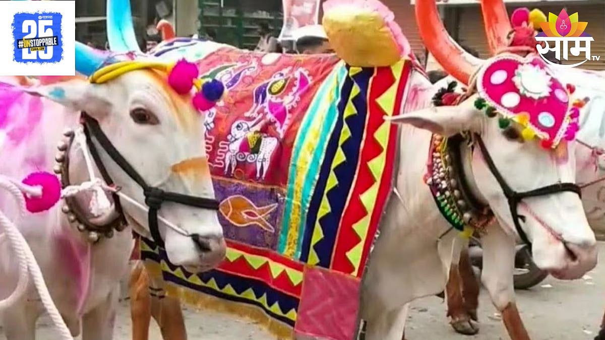 Nandurbar : सातपुड्यात आहे बैलांचे ब्युटी पार्लर; पोळ्यासाठी महिला तयार ...