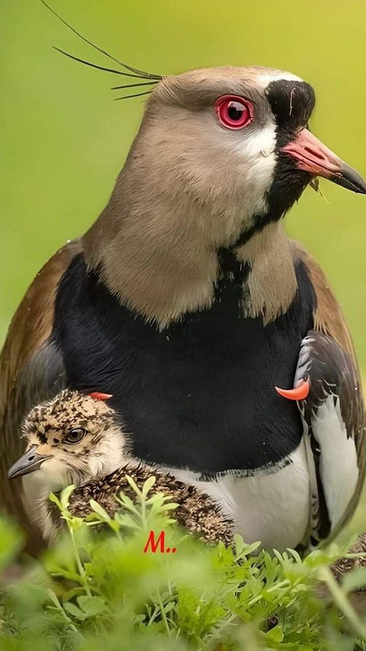 Lapwing Bird: टिटवी पक्षी मृत्यूची चाहूल देतो? अंधश्रद्धा की वैज्ञानिक ...