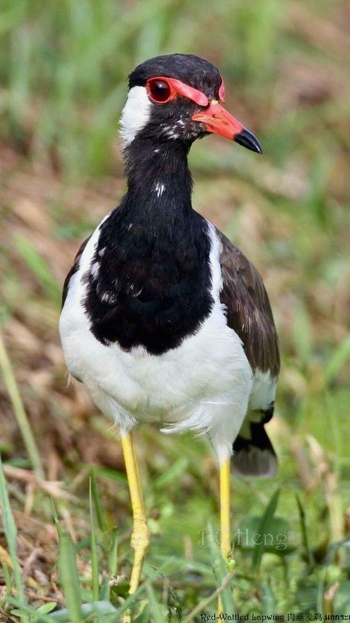 Lapwing Bird: टिटव्या स्वप्नात ओरडताना दिसणं शुभ की अशुभ? जाणून घ्या ...