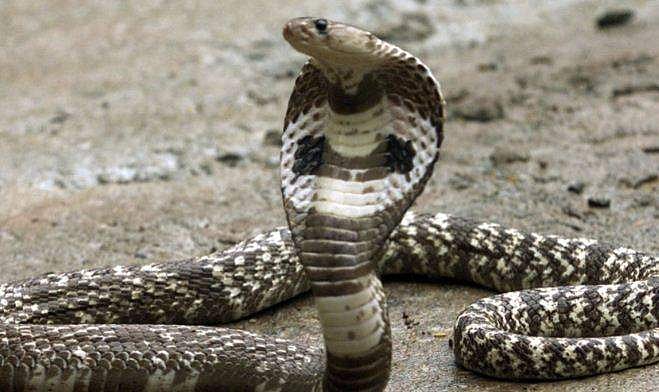 UP's 'snake man' dies of snake bite