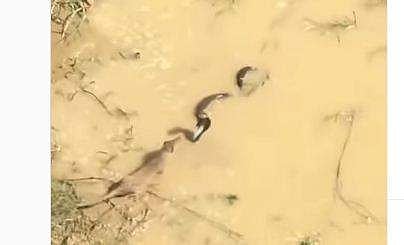 Deadly Snake Engages in Intense Face-Off With the Carnivorous Mammal in ...