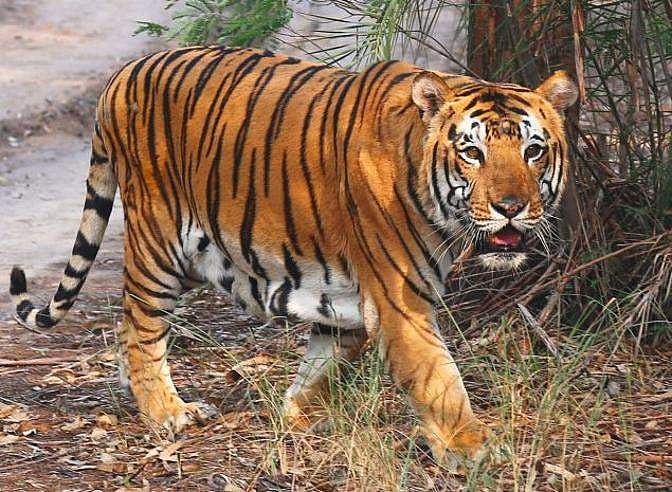 Tiger Attack; Seven goats tied in a cage were killed