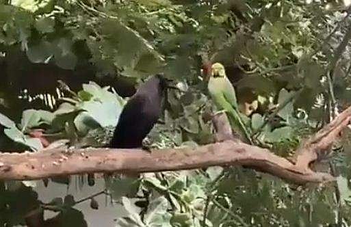 The crow feeds the parrot