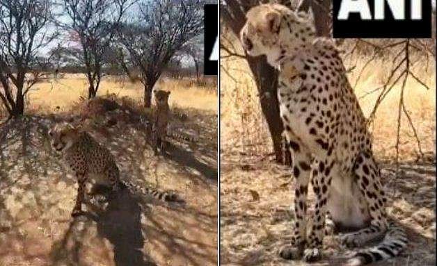 First look of Cheetahs that will be brought from Namibia to India