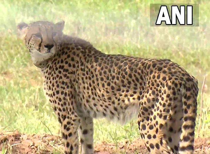 Cheetah: Faster than most cars but low on stamina, struggles to protect ...