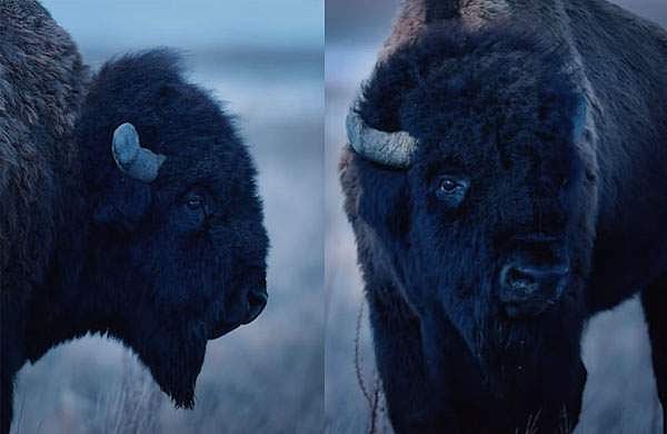 Bison sheds a tear in incredible viral video captured by US photographer