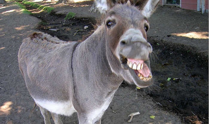 Pakistan will feed donkey meat to the world.