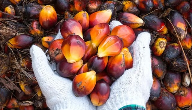 Country’s first oil palm processing unit commences operations in ...