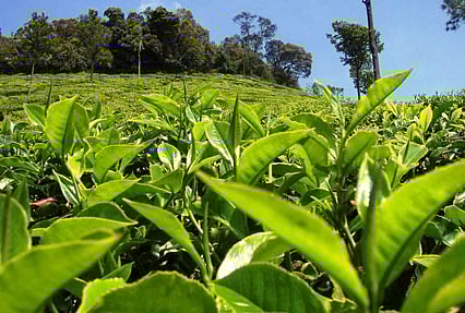 Contribution of Small Tea Growers 53.42% in India: Report