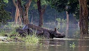 Assam: Kaziranga National Park in flood peril; wildlife casualties 114
