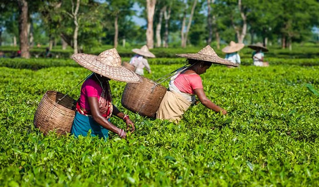 Weather-based crop insurance for Assam tea