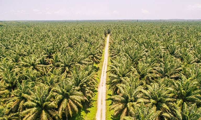 Complexities of oil palm farming in Northeast