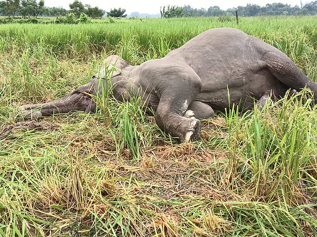 Assam: Carcass of Female Wild Elephant Found in Kampur Forest Range