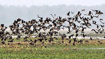 Arunachal: Climate Change Suspected as Migratory Birds Skip Daying ...