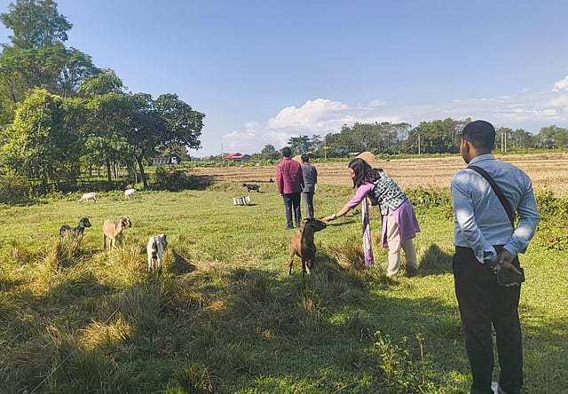 Assam: Goat farming shows bright prospects in Dimakuchi