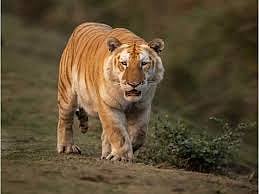 Assam: Rare Golden Tiger Captivates Tourists at Kaziranga, Locks Eyes ...