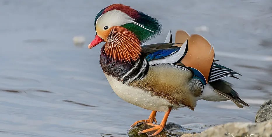 Assam: Mandarin Duck Makes Rare Appearance Near Manas National Park