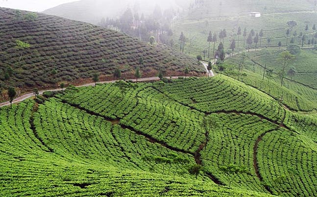 Famous Tea Gardens in Darjeeling and Assam: Explore India’s Tea Legacy