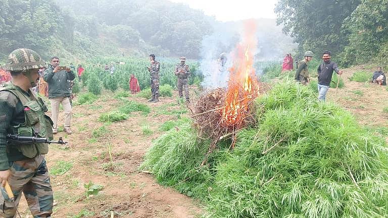 Tripura: Assam Rifles Destroy Over 16 Hectares of Cannabis Plantation ...