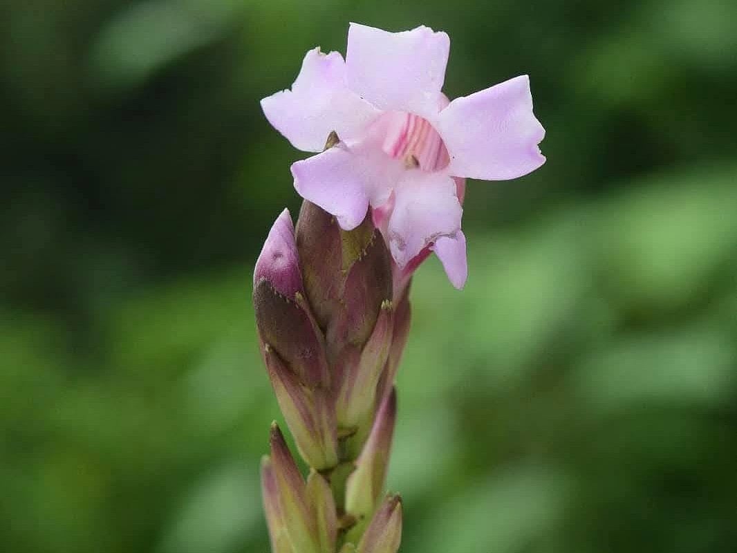 Arunachal: New Plant Species Strobilanthes gigantra Discovered