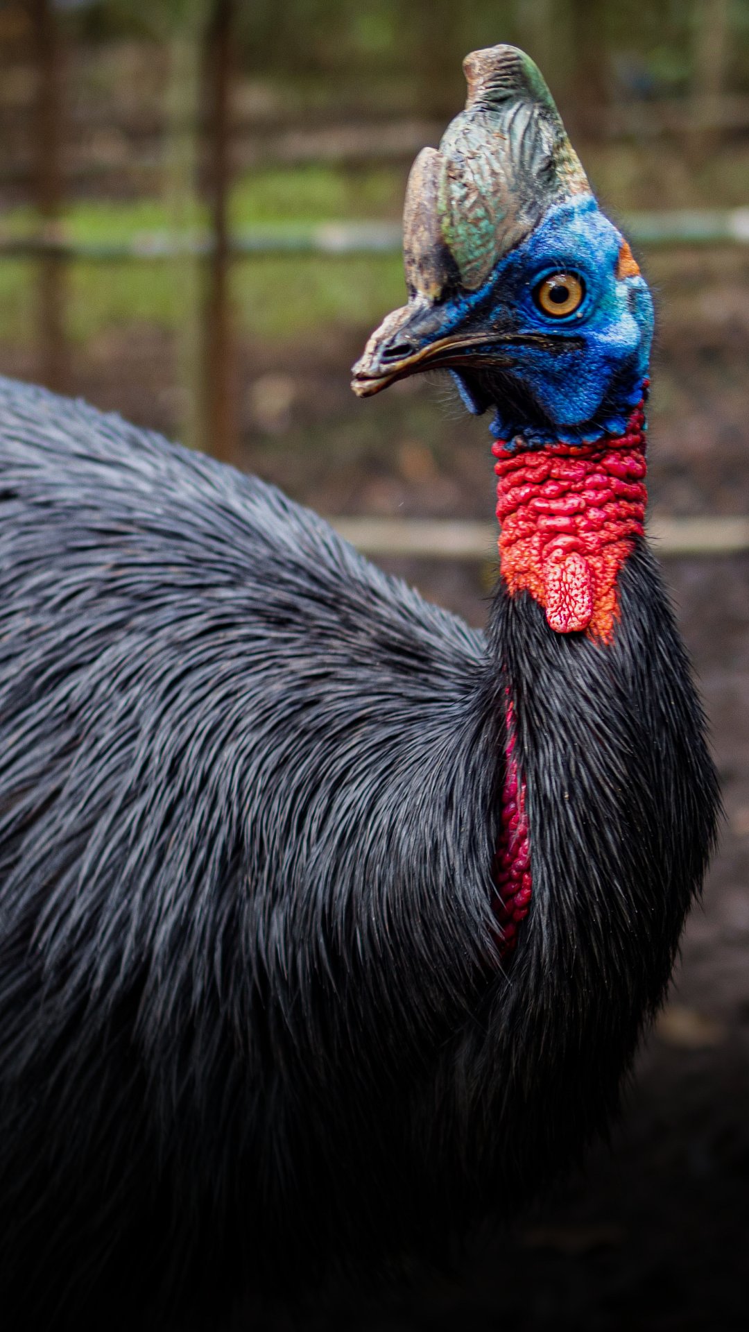 Meet Cassowary, The Deadly Bird That Can Kill A Human