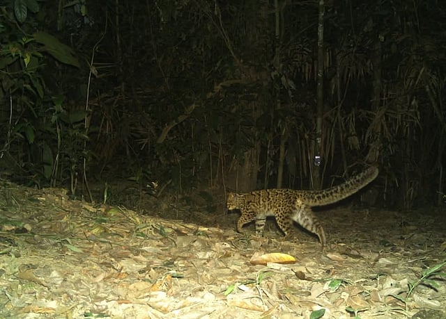 Assam: Rare Marbled Cat Spotted In Dehing Patkai National Park