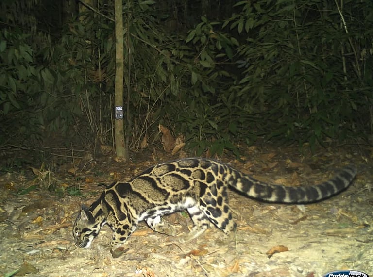Rare Clouded Leopard Sighting Recorded in Dehing Patkai National Park