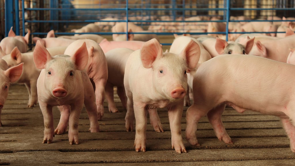 Assam Govt To Import Canadian Pigs To Boost Local Breed Quality