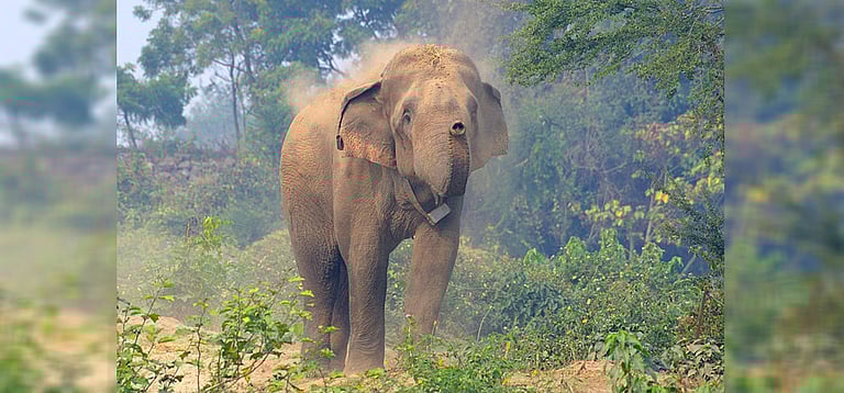 Mahout Injured in elephant attack at Kaziranga’s Agoratoli Range
