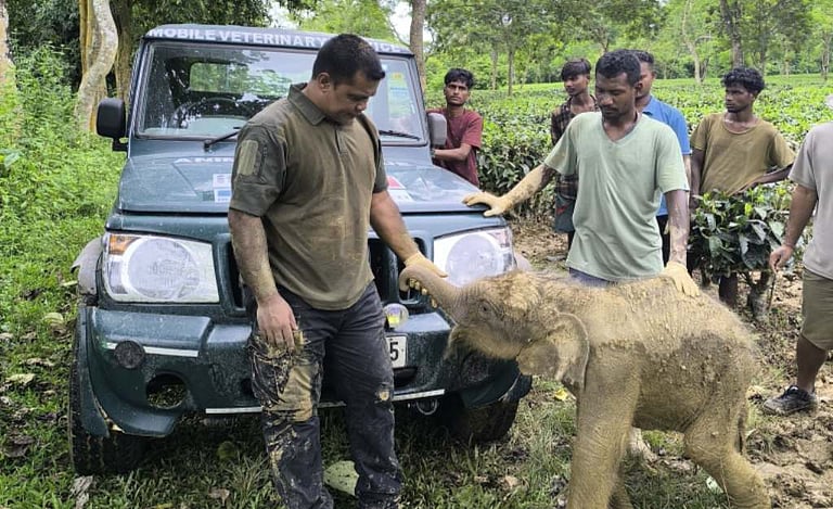 Orphaned elephant calf transported for advanced care at Kaziranga CWRC