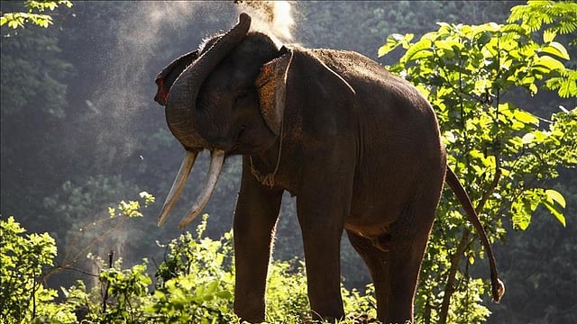 Wild Elephant Kills Woman in Habibarangabari area of Morigaon District