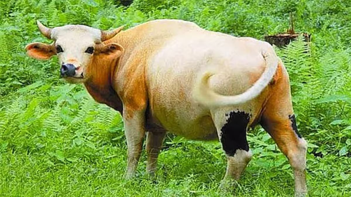 FMD outbreak among Mithuns, JE confirmed in pigs in West Siang